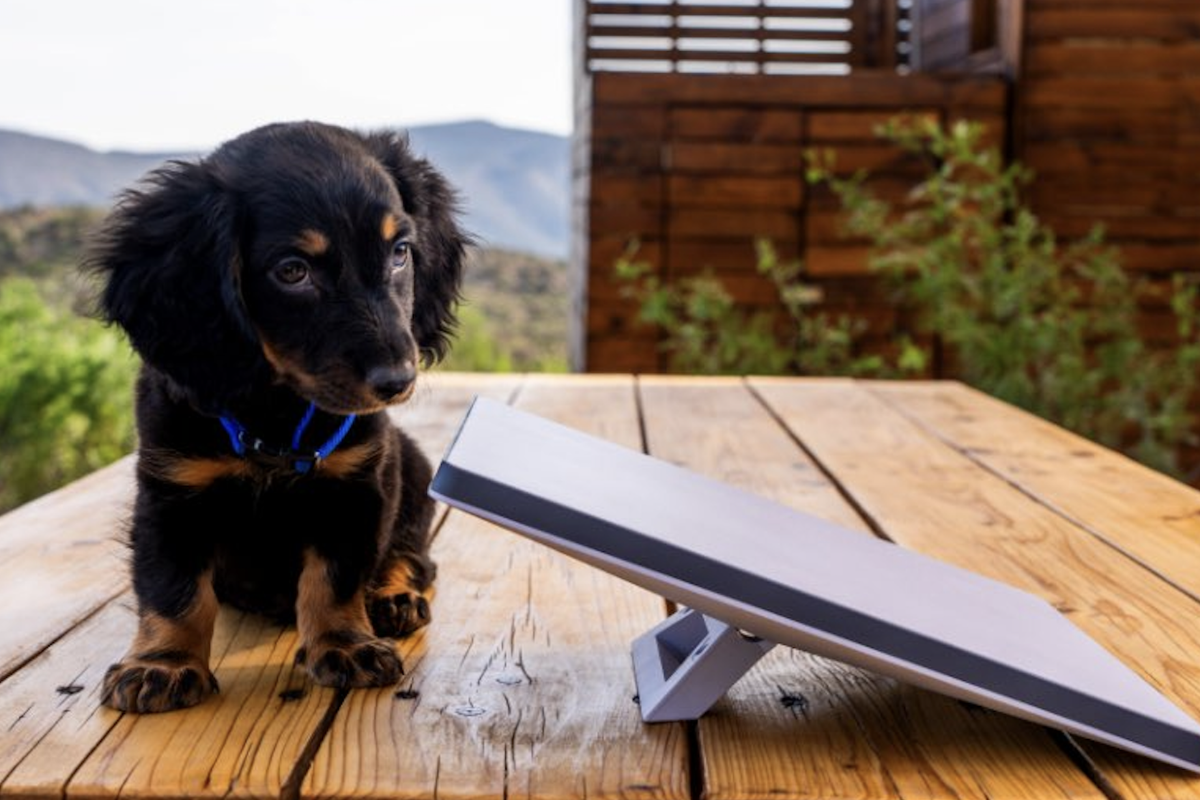 Starlink Mini chega ao Brasil: antena portátil que promete internet veloz Starlink Mini chega ao Brasil: antena portátil que promete internet veloz